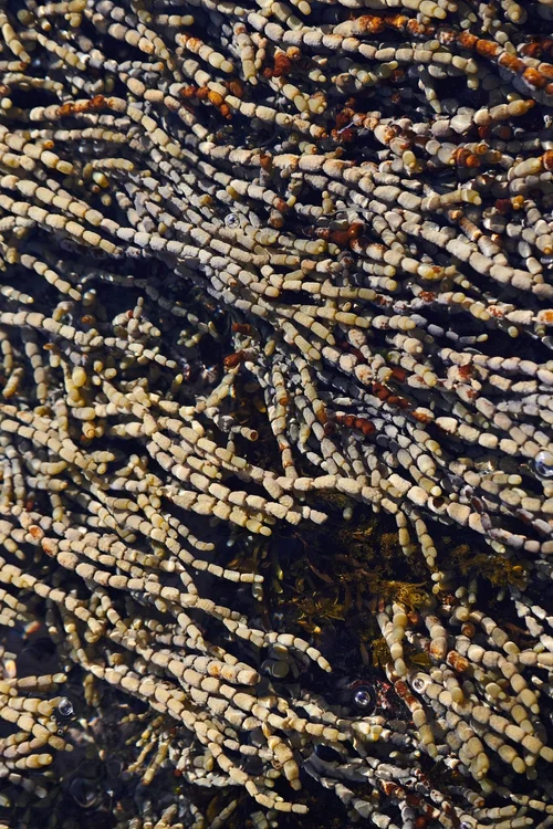 how to forage and use Neptune's necklace the edible seaweed — Wild ...