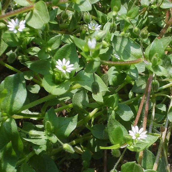 5 best wild edibles of springtime in Australia — Wild Plants, Foraging ...