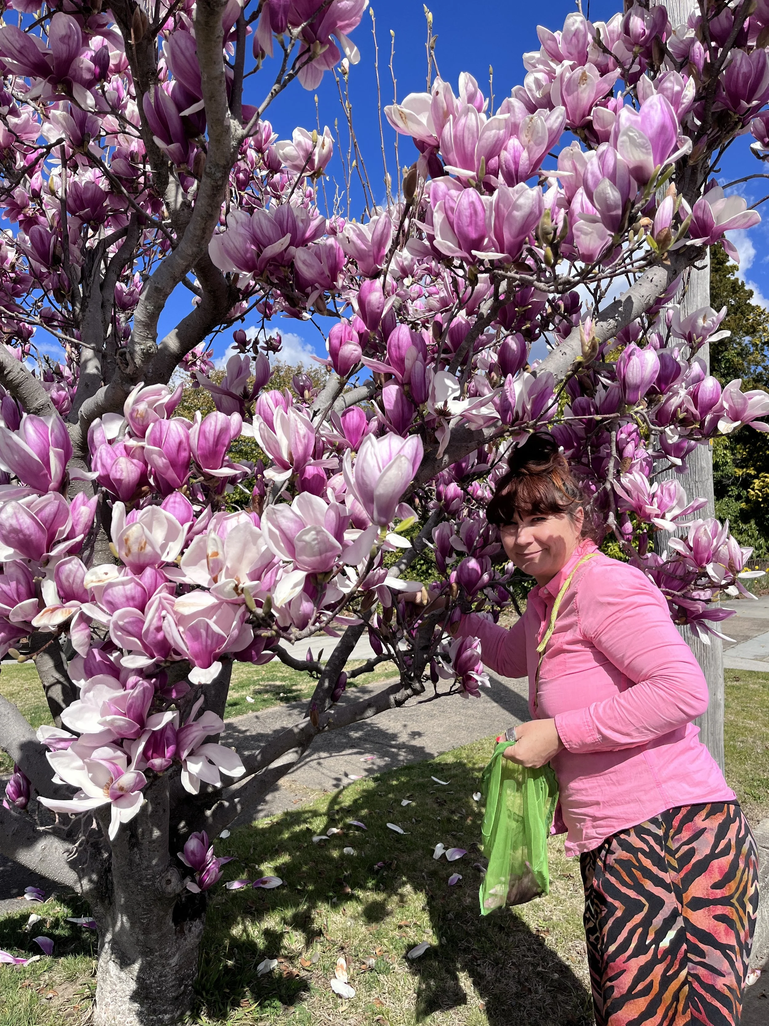 Learn how to identify, cook and eat magnolia flowers — Wild Plants ...