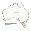 How to identify, harvest and cook three corner garlic in Australia ...