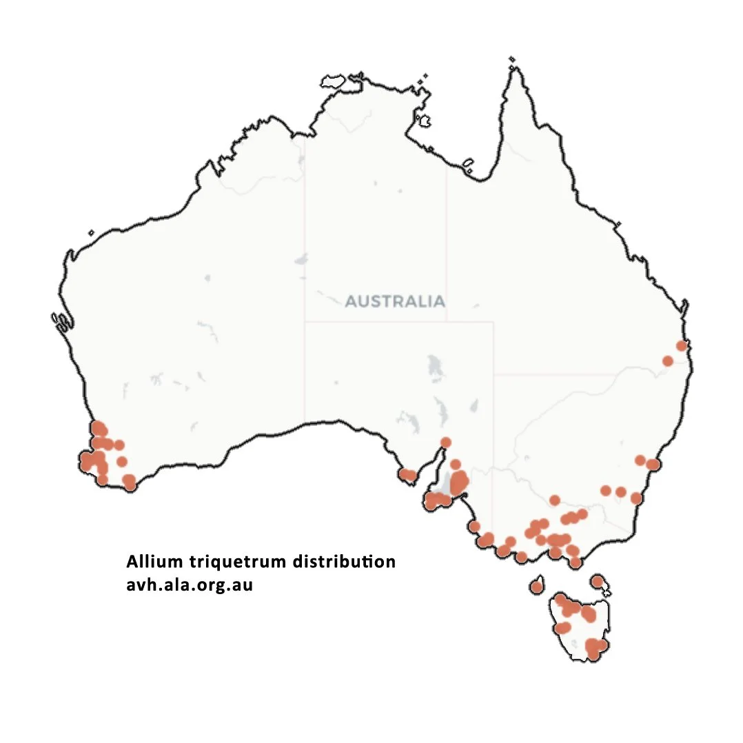 How to identify, harvest and cook three corner garlic in Australia ...