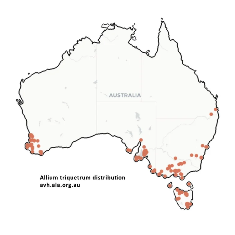 How to identify, harvest and cook three corner garlic in Australia ...