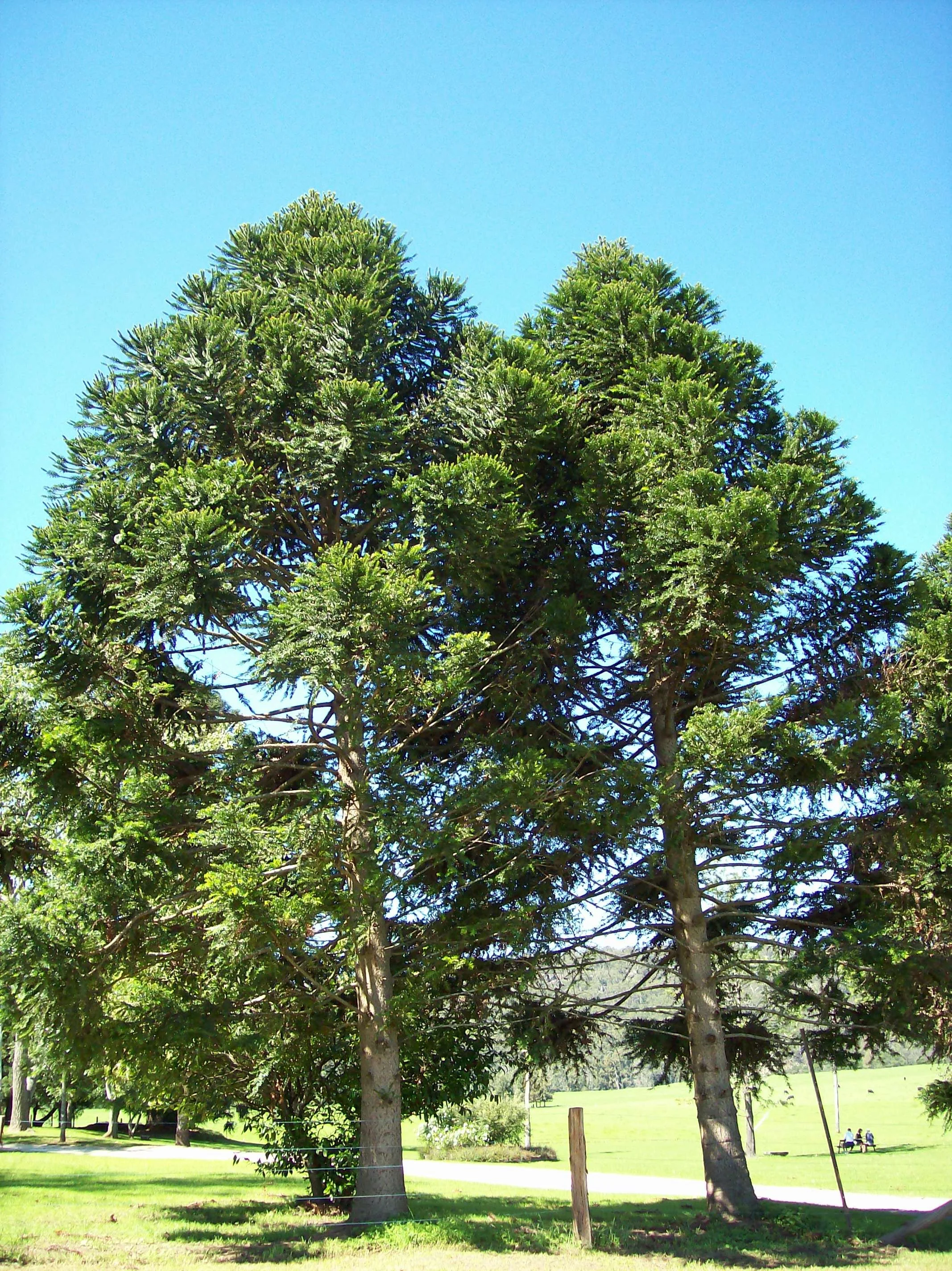 Beautiful bunyas — Wild Plants, Foraging, Food, Art and Culture