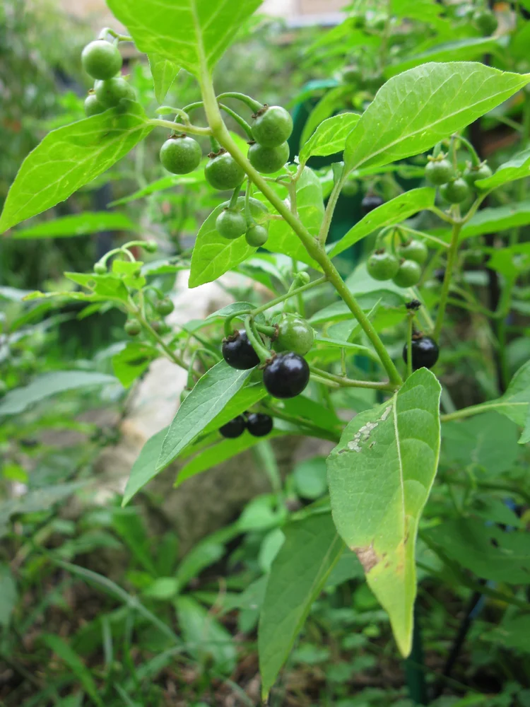 Can you eat nightshades? Yes you can — Wild Plants, Foraging, Food, Art ...