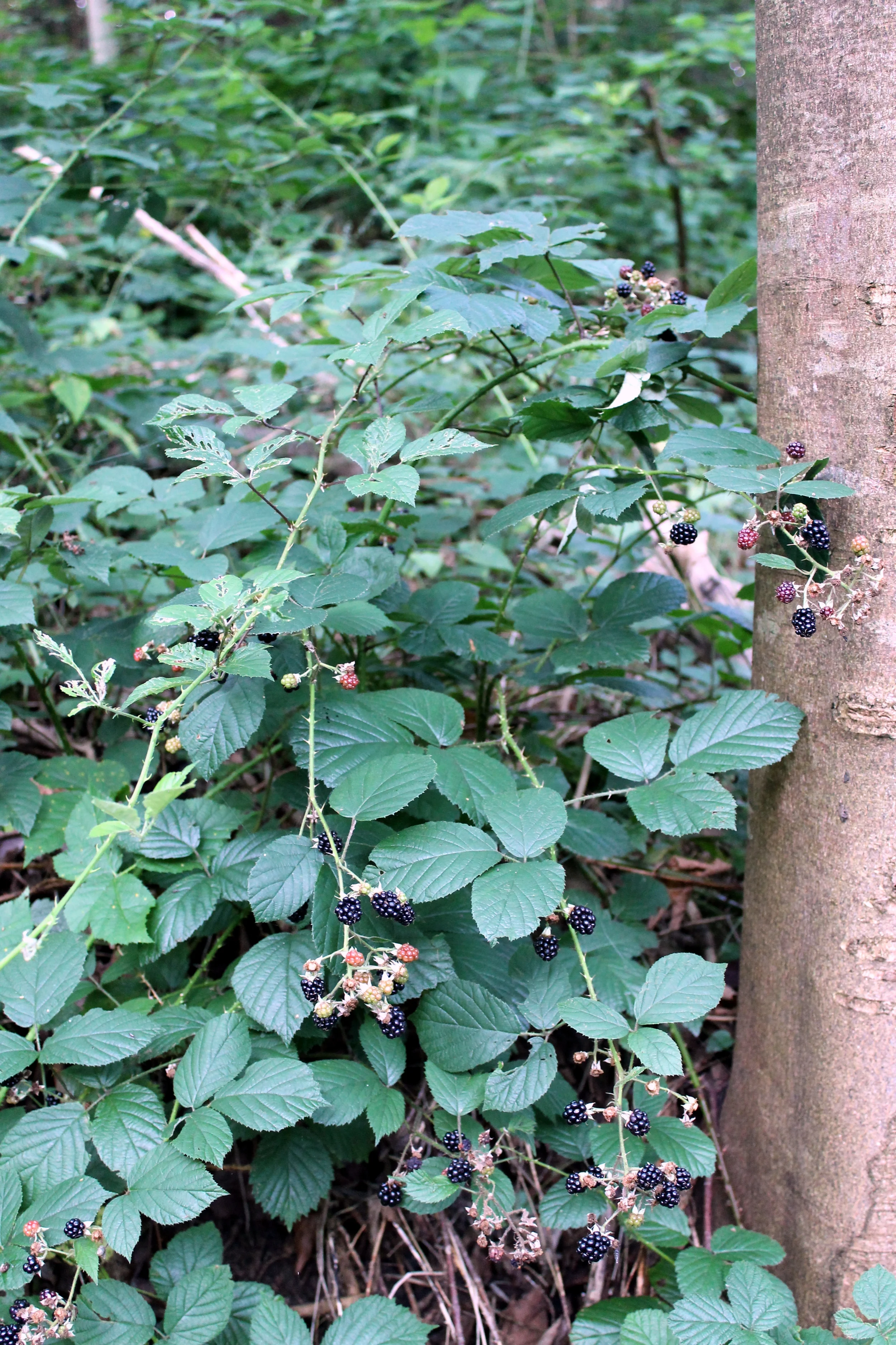 Smashed Blackberry and Chocolate Chia Pudding — Whole Nourishment