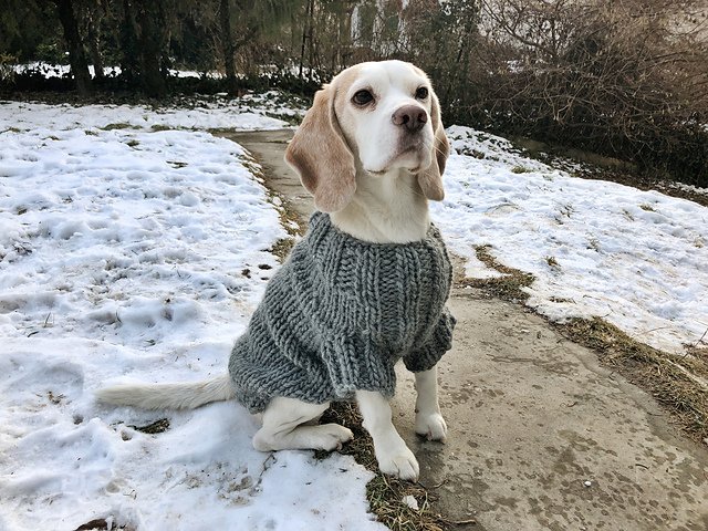 Furry Fashion: 10 Trendy Dog Sweater Knitting Patterns — Blog.NobleKnits