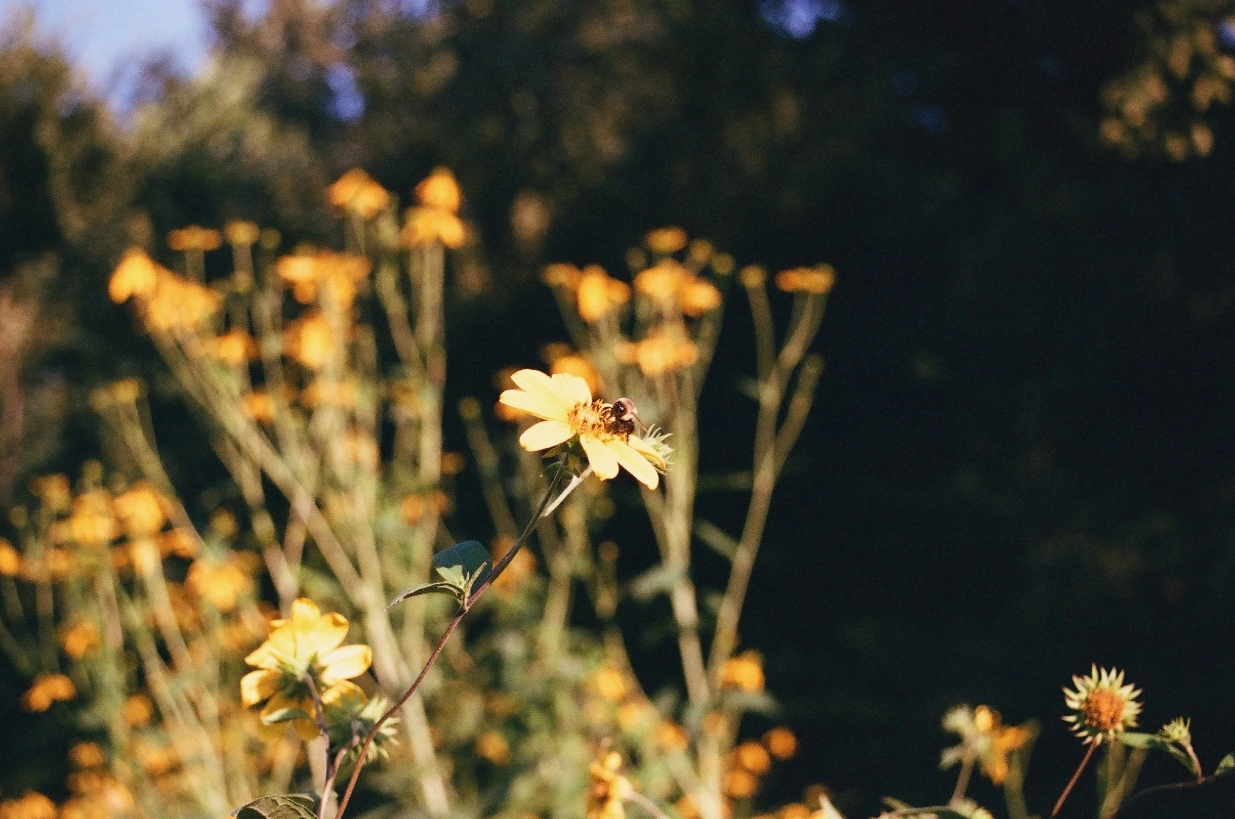Native Landscape Design — FAMOUS MEADOW
