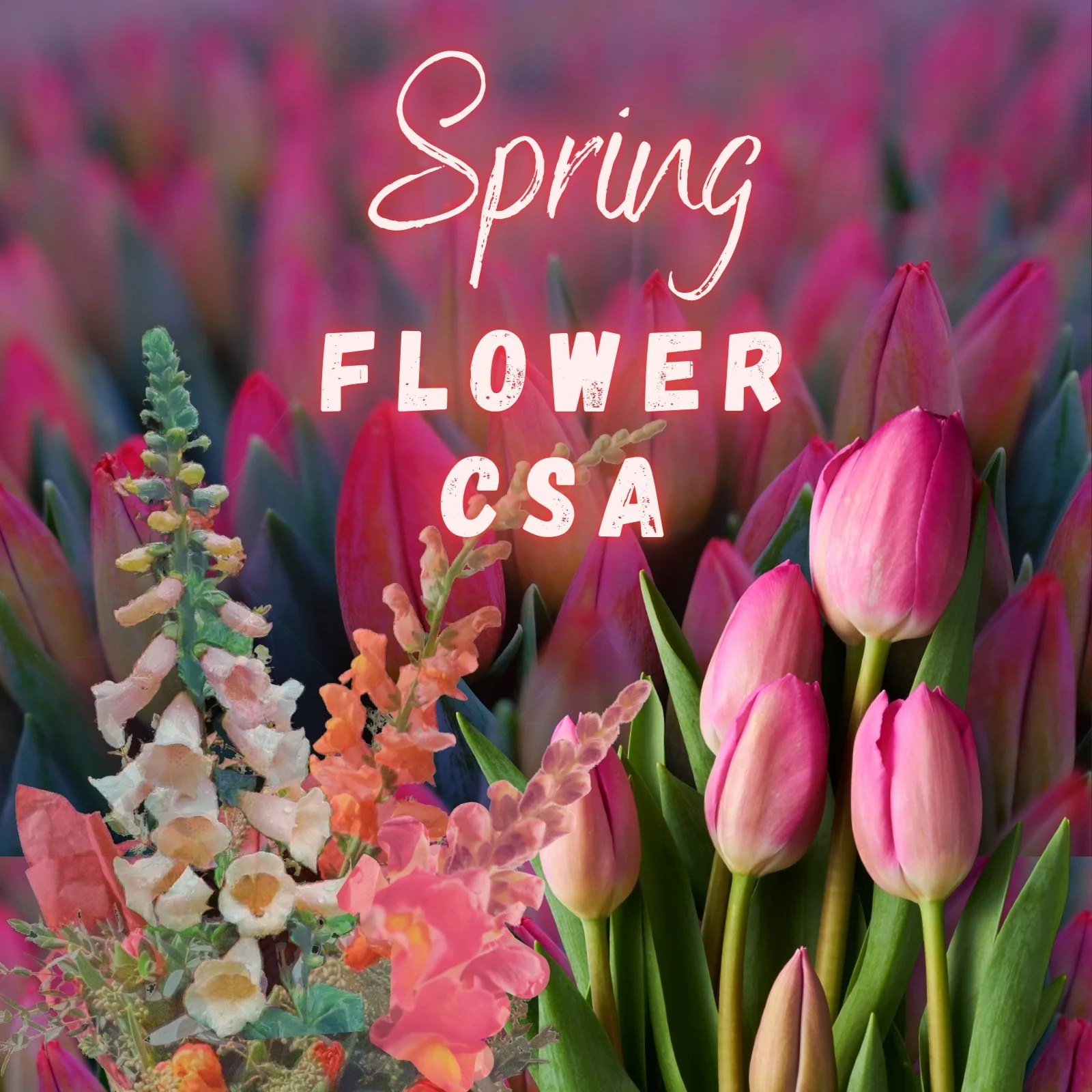 Spring Flowers Tulips Hudson Valley Beacon New York Flower CSA ...