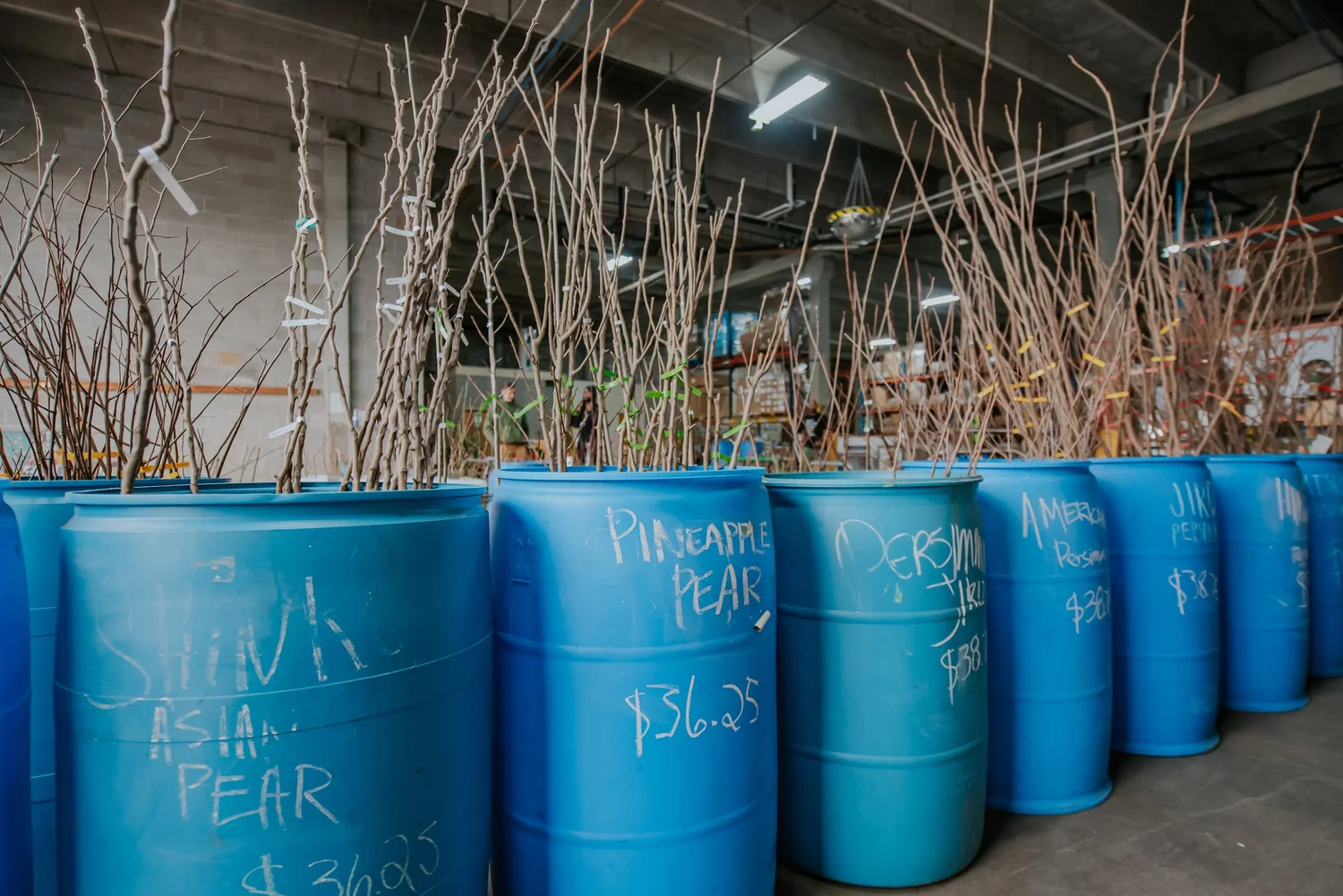 Fruit Tree Sale — Food Well Alliance