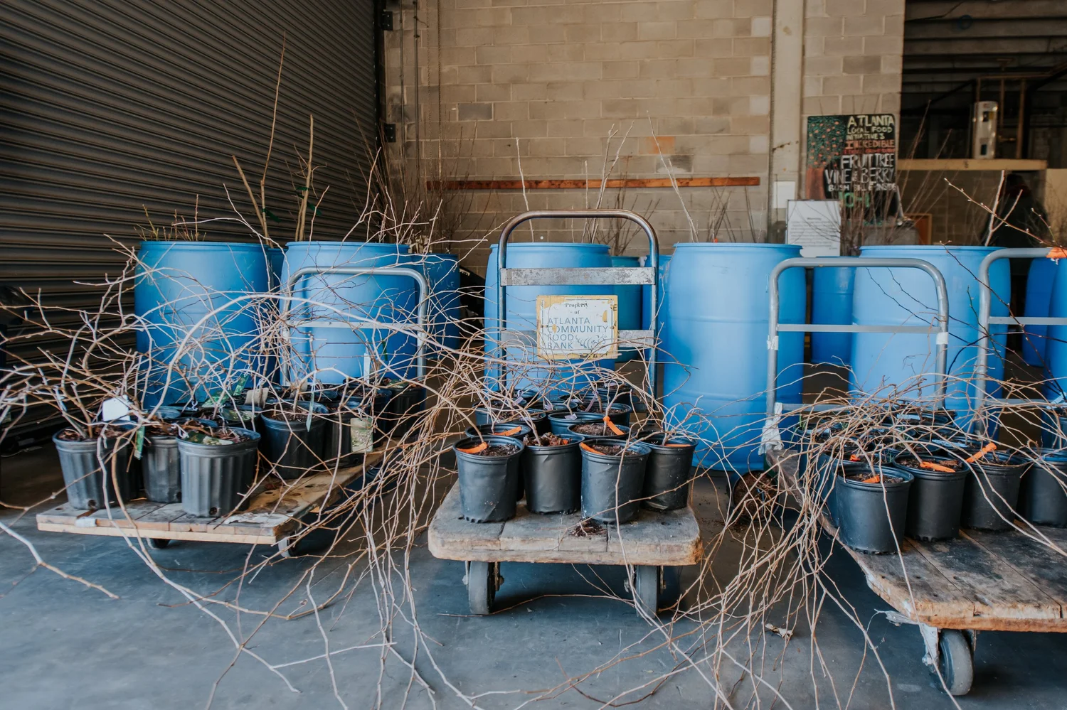 Fruit Tree Sale — Food Well Alliance