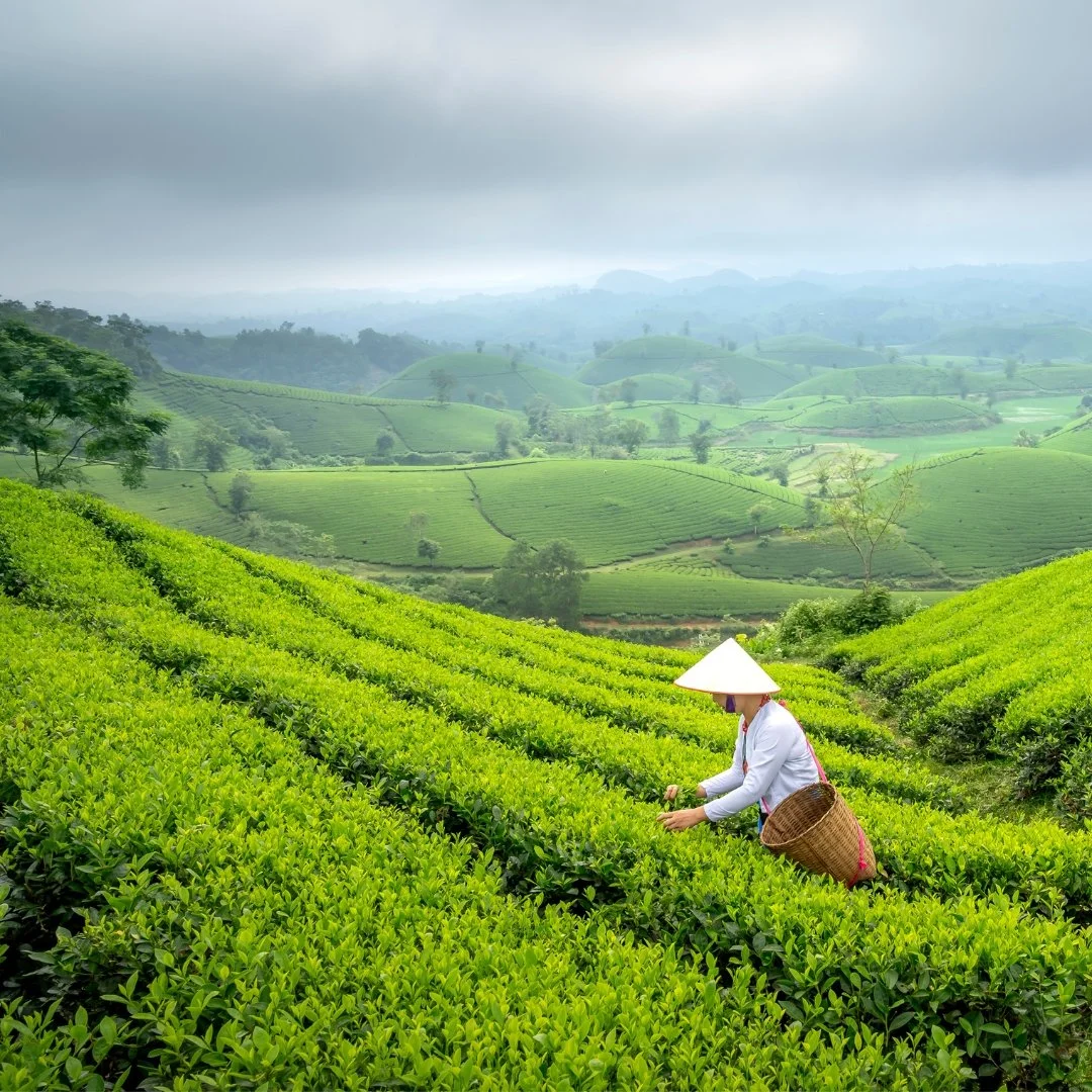 TEA SUBSCRIPTION — Tea House Theatre