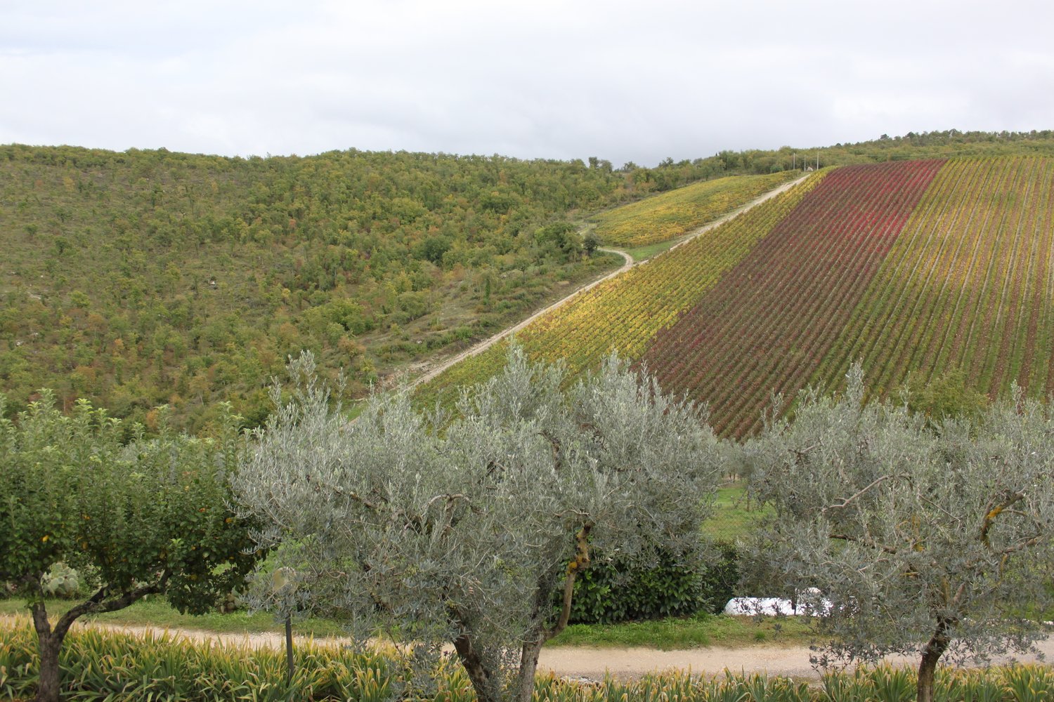 Traditional Chianti Classico Experience — Curious Appetite