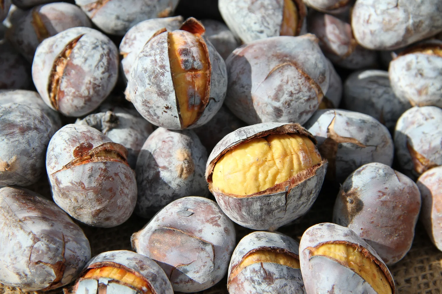 Best Local Fall Foods to Try in Florence, Italy and more — Curious Appetite
