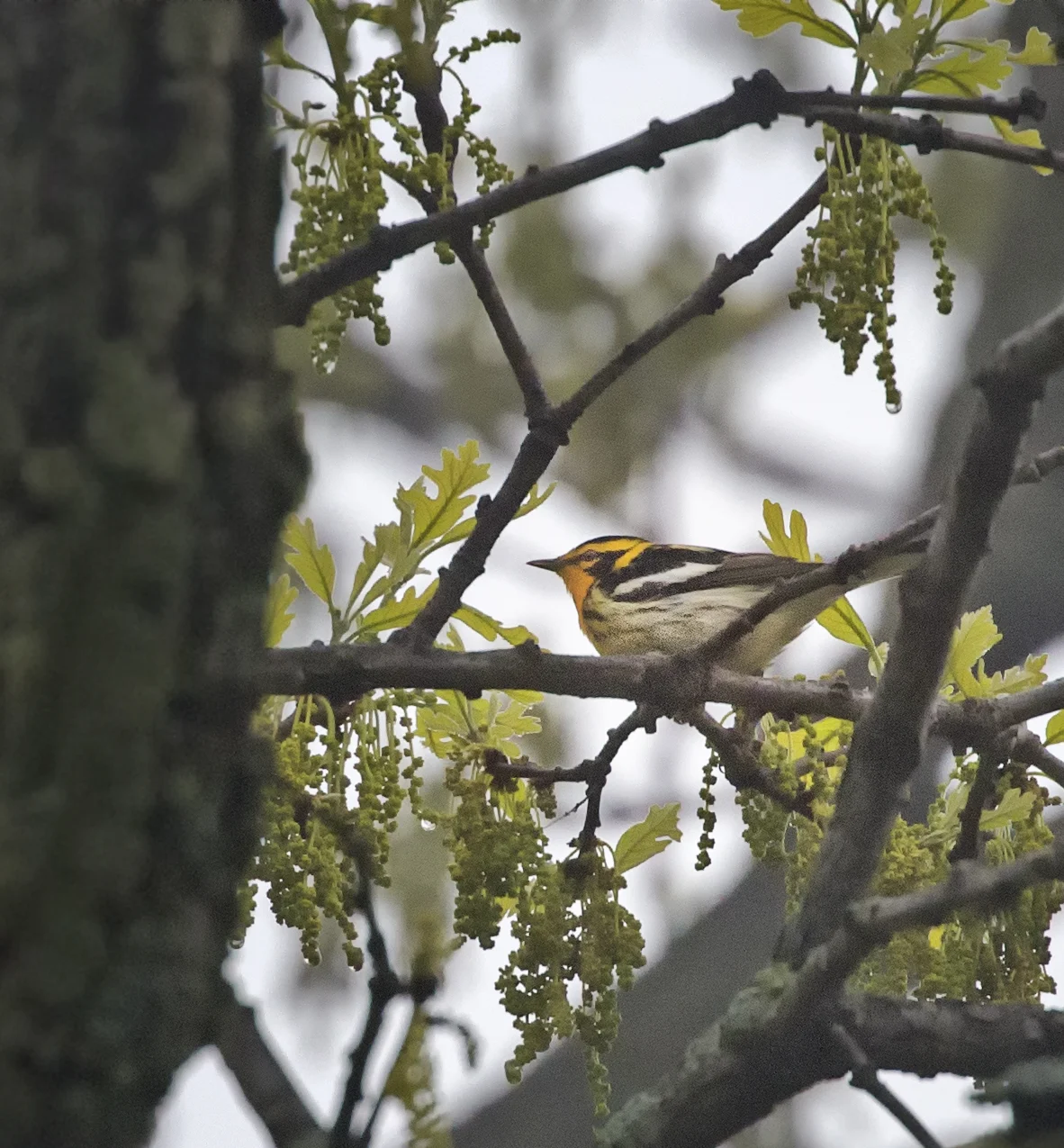 All Projects — Lake County Audubon Society