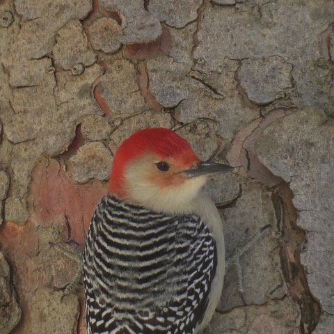 Lake County Audubon Society