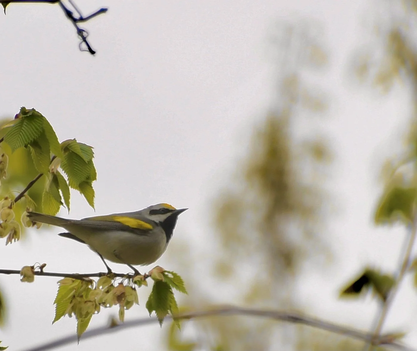 BCN Breeding Bird Monitoring — Lake County Audubon Society