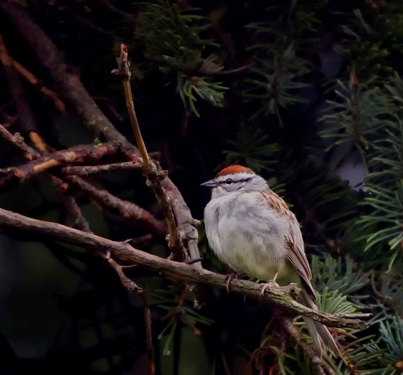 About — Lake County Audubon Society