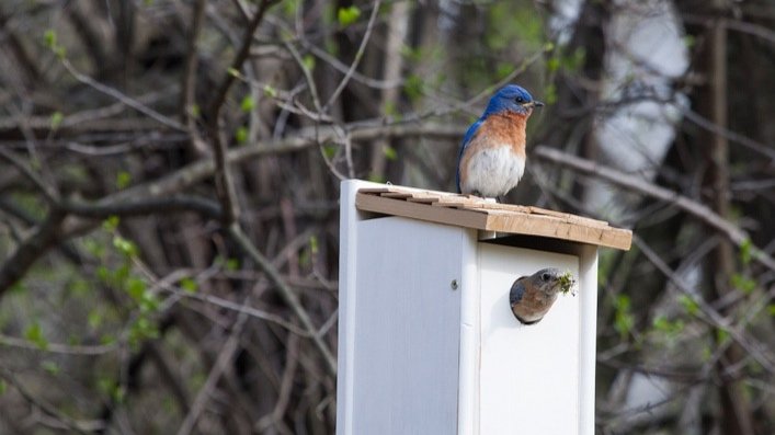 Bluebird nest Box Monitoring — Lake County Audubon Society