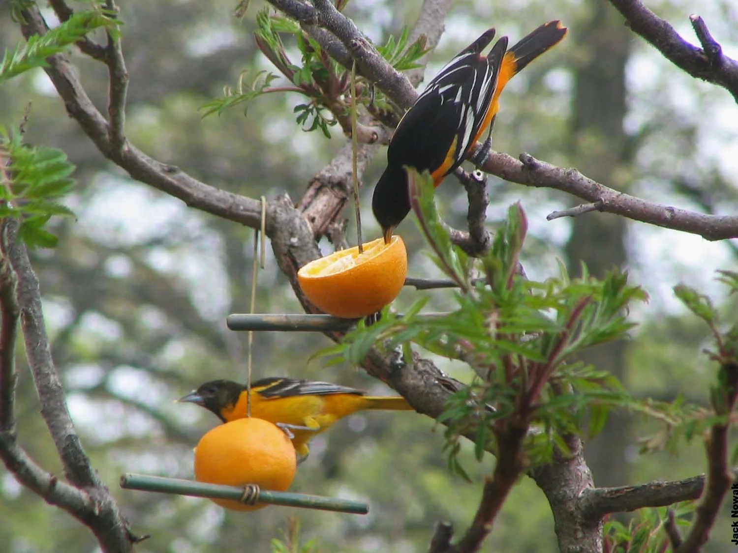 Resources — Lake County Audubon Society