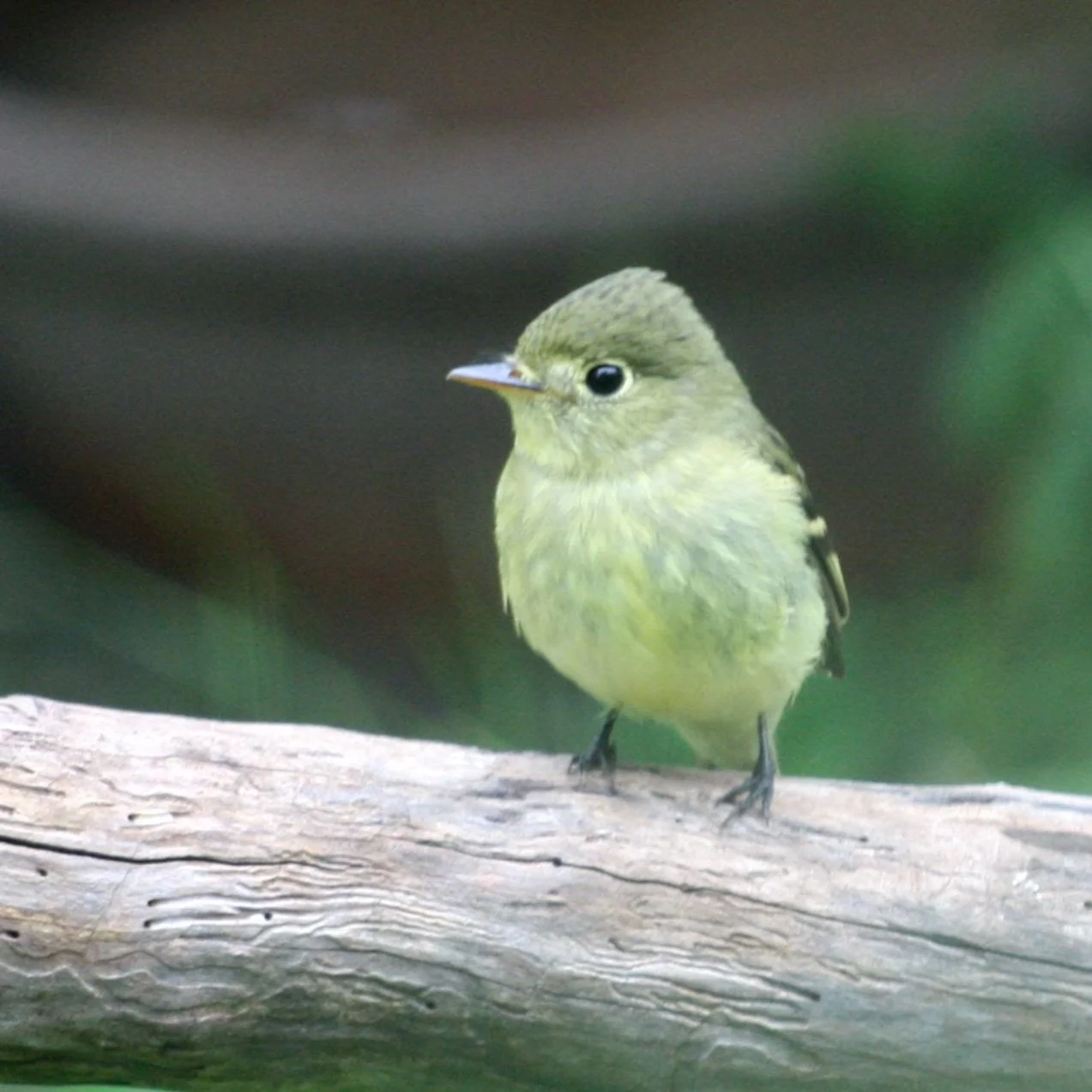 Tricky Flycatchers — Lake County Audubon Society