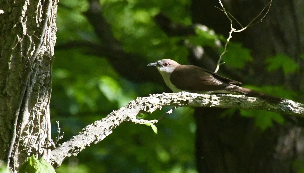 Bird Lake County — Lake County Audubon Society