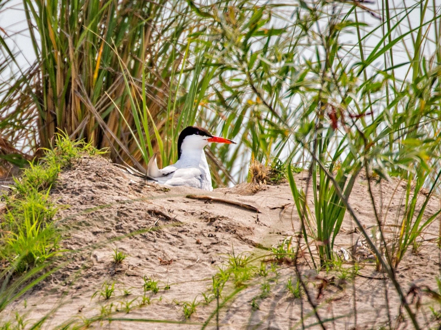 Go Birding — Lake County Audubon Society