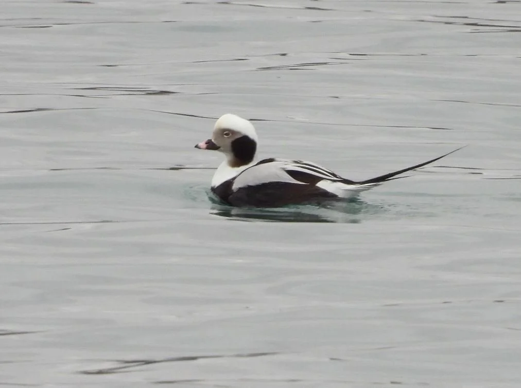 Bird Lake County — Lake County Audubon Society