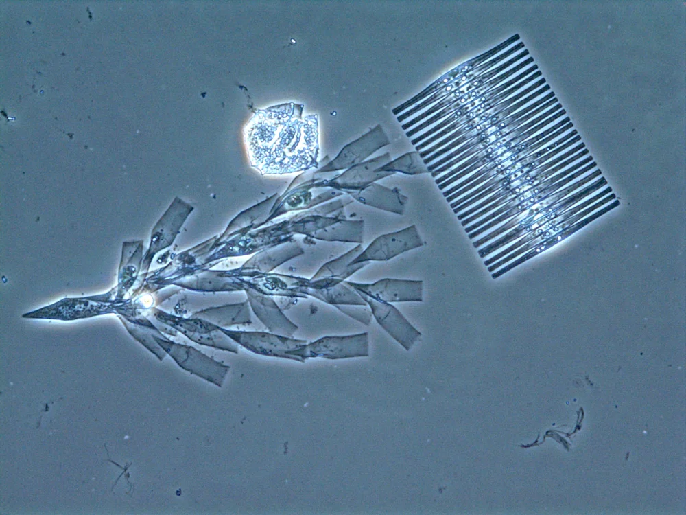 Algal Web Links — Phycological Society of America