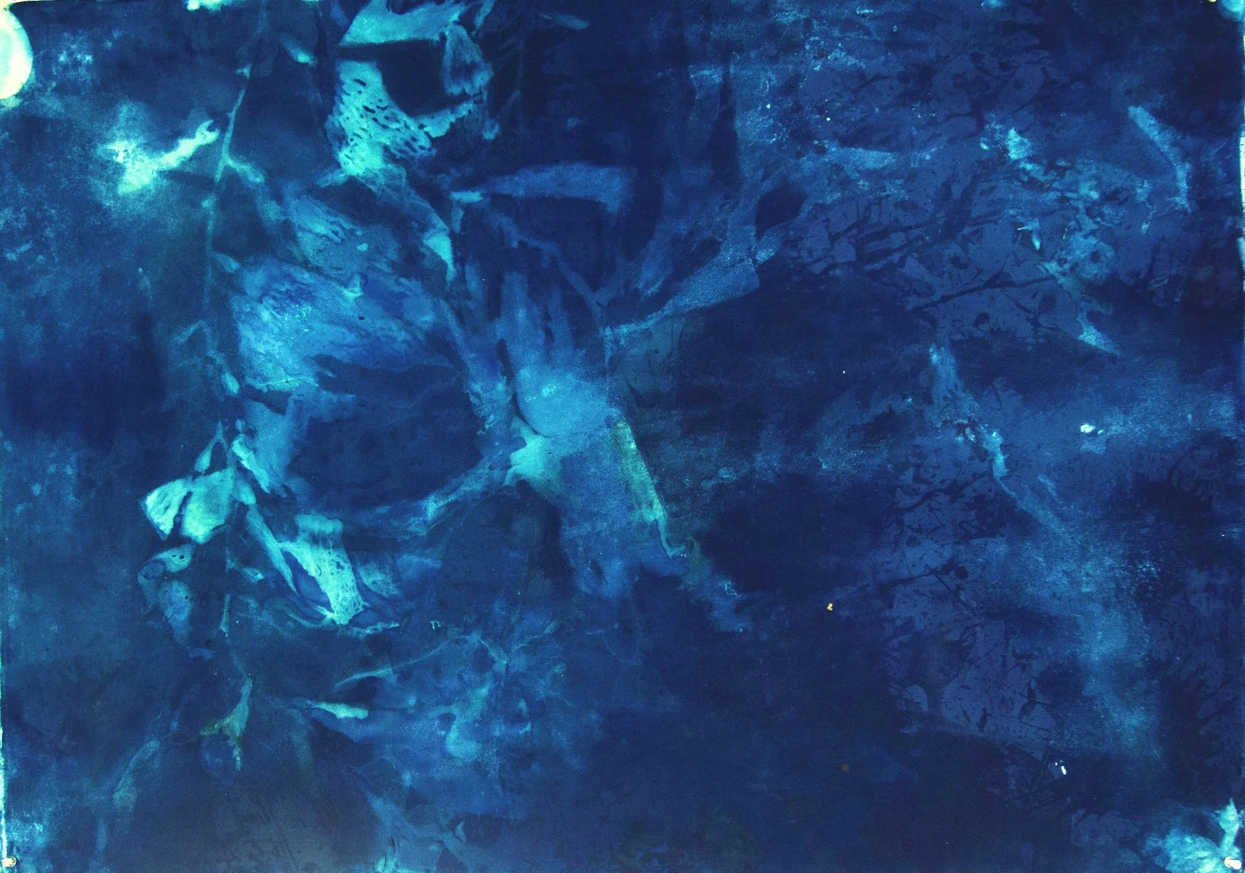 Kelp Explosion — Sarah Ahmad