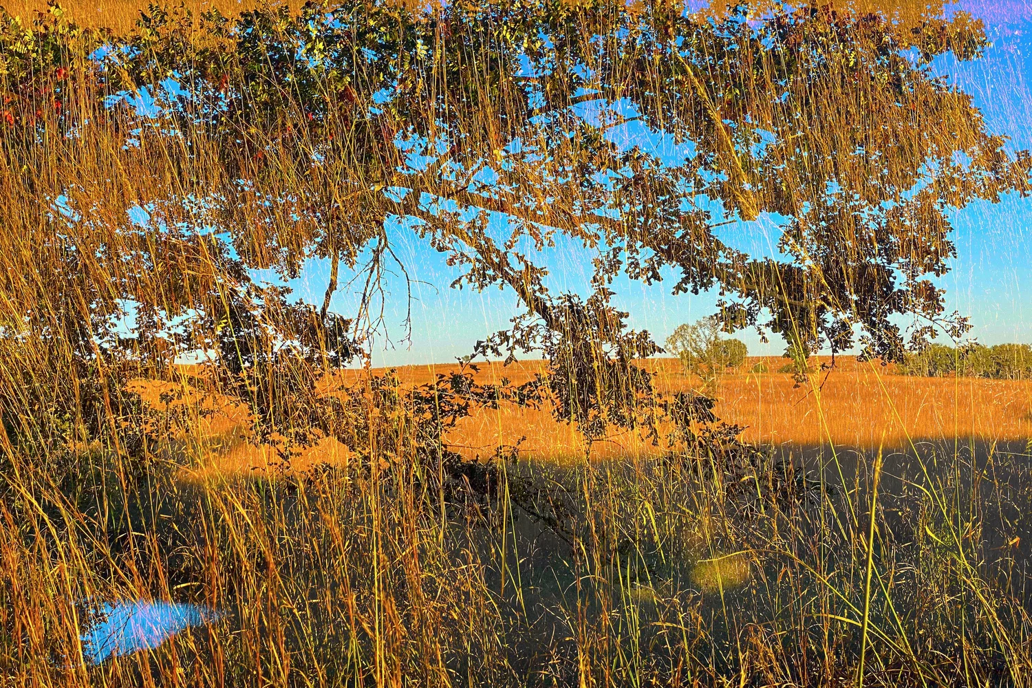 Tallgrass Prairie Artwork — Sarah Ahmad