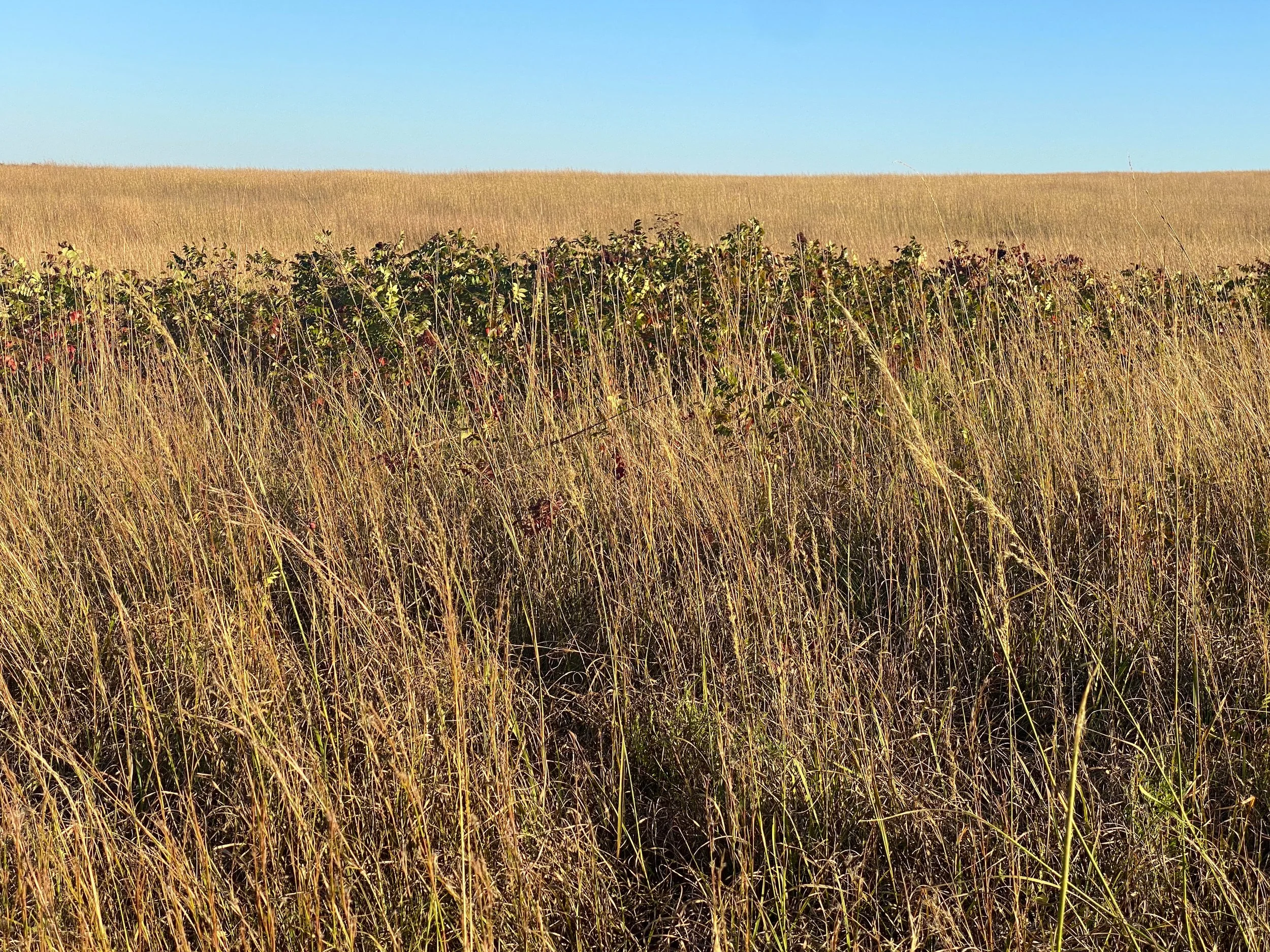 Tall Grass Prairie Preserve — Sarah Ahmad