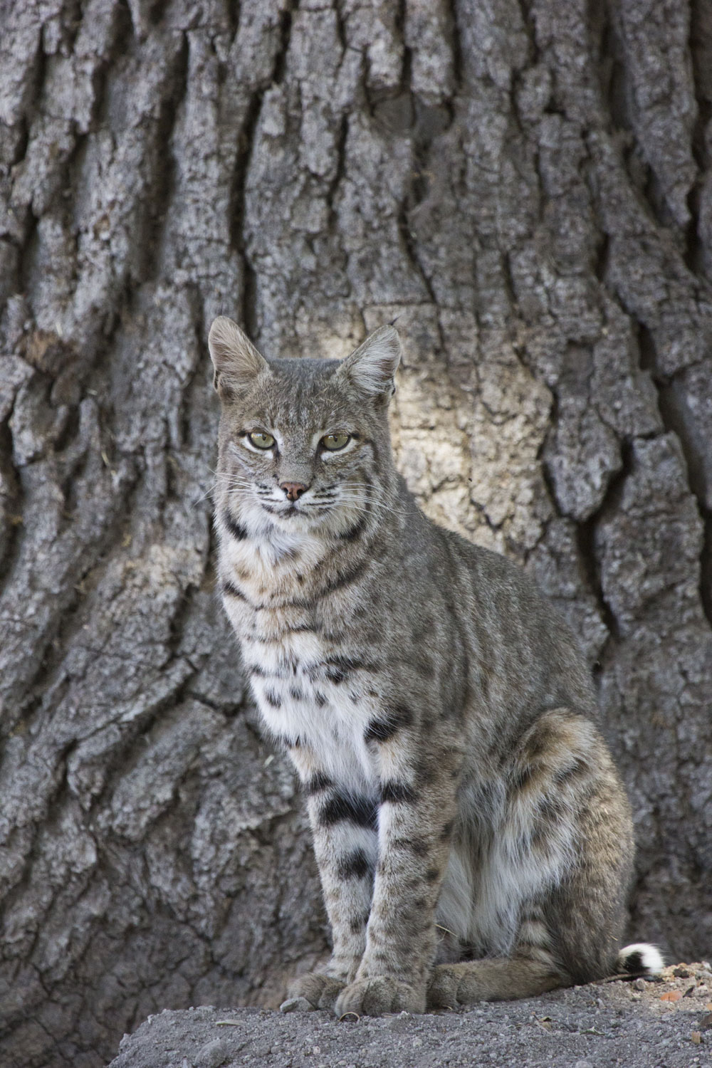 A large bobcat (twice size of a domestic cat) : r/pics