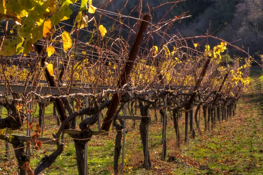 Victoria & Maude — Discovering the Peerless Luxury of a Winery Tour Holiday