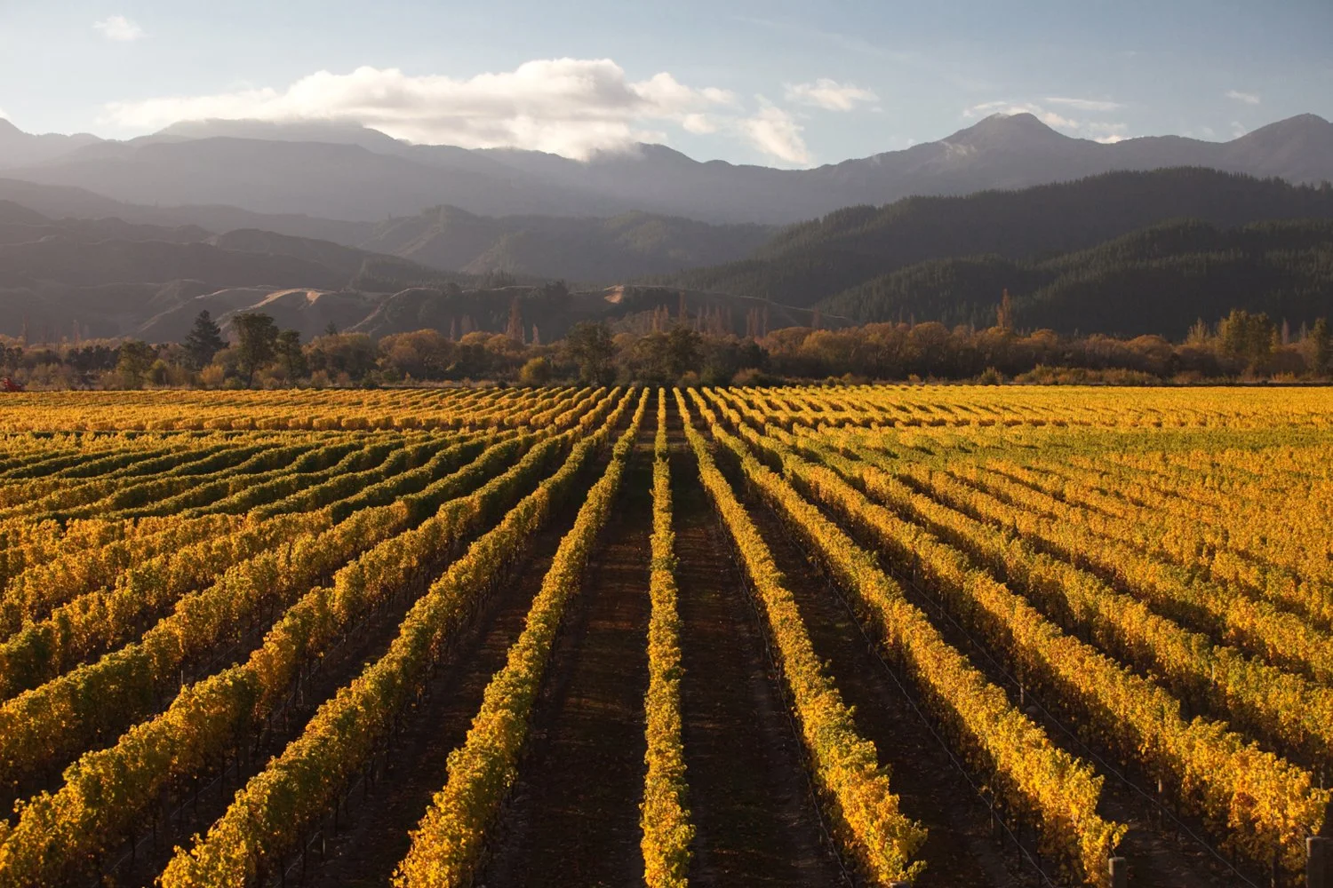 Victoria & Maude — Discovering the Peerless Luxury of a Winery Tour Holiday