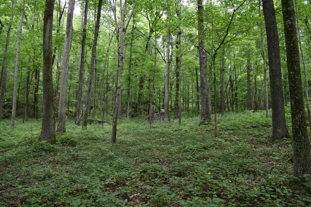 Pot Point Nature Loop Trail in the Tennessee River Gorge outside of ...