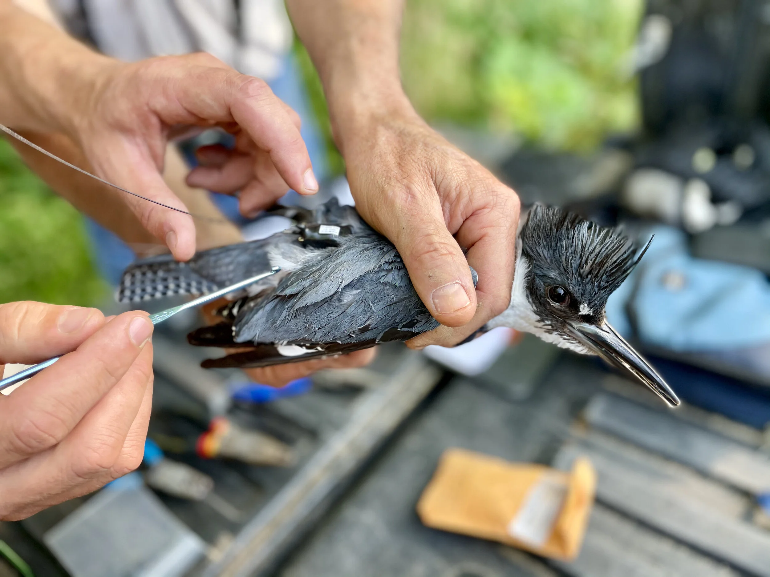 Belted Kingfisher | TRGT