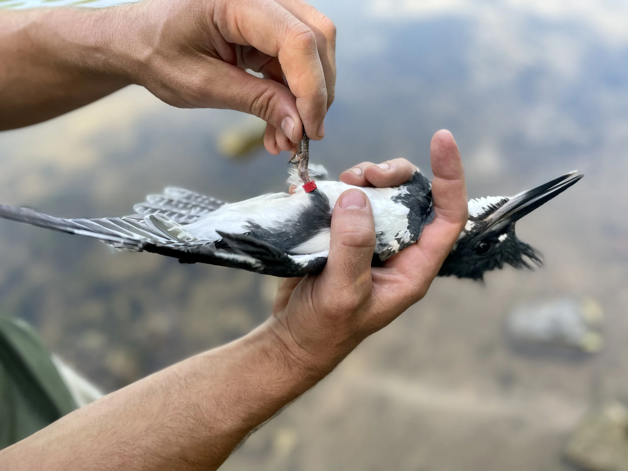 The Mysterious World of the Belted Kingfisher | TRGT