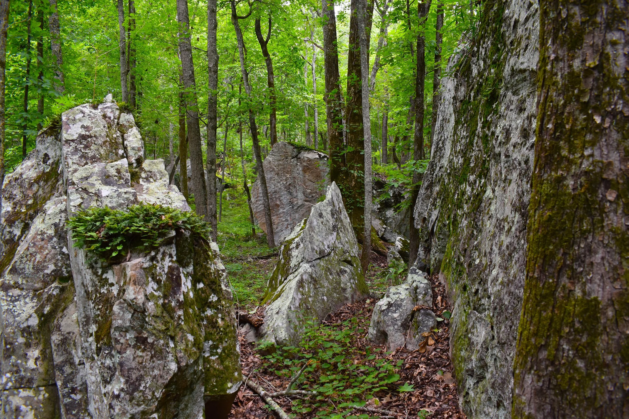 Lower Pot Point Boulder Field Trail Day | TRGT