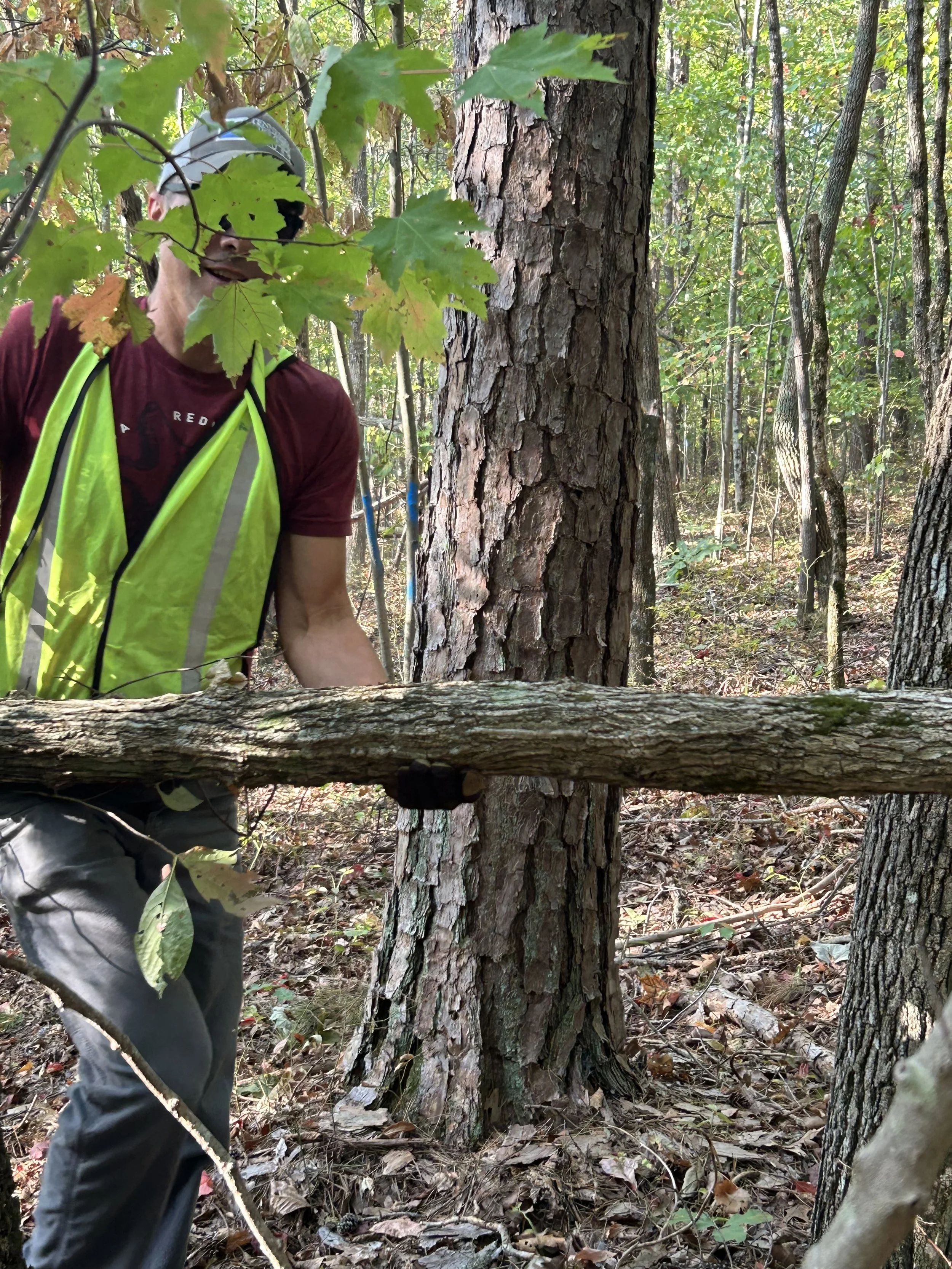 Forest Restoration in the Tennessee River Gorge: Aetna Mountain Bogs | TRGT