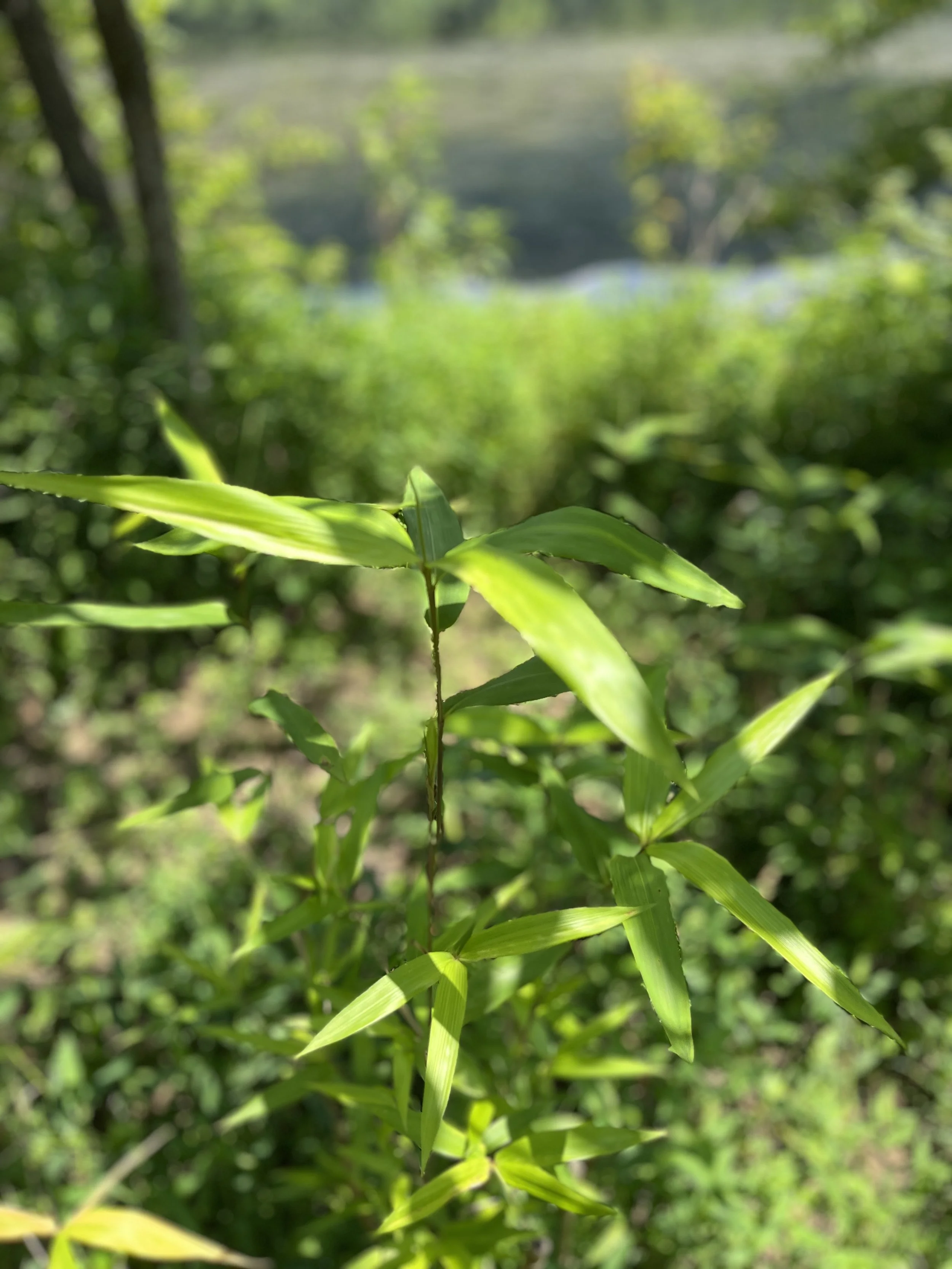 Restoring Rivercane: Reviving a Cultural and Ecological Keystone | TRGT