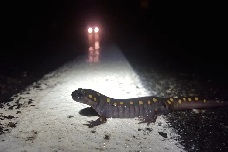 Spotted Migrants Of The Forest Floor | TRGT