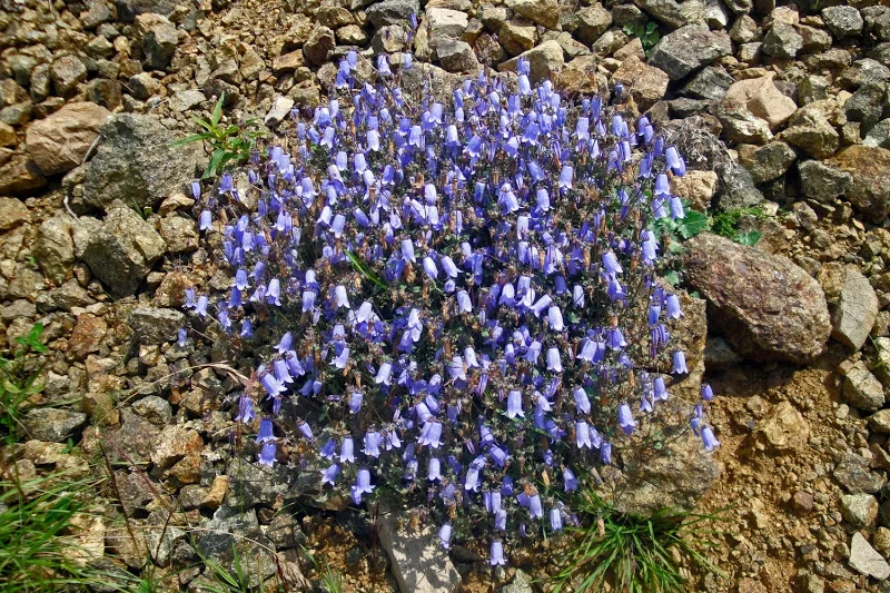 Симфиандра армянская — Армянский музей Москвы и культуры наций