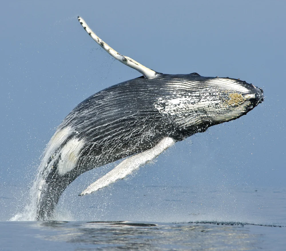 Stellwagen Bank National Marine Sanctuary Visitor Center — Oudens Ello ...
