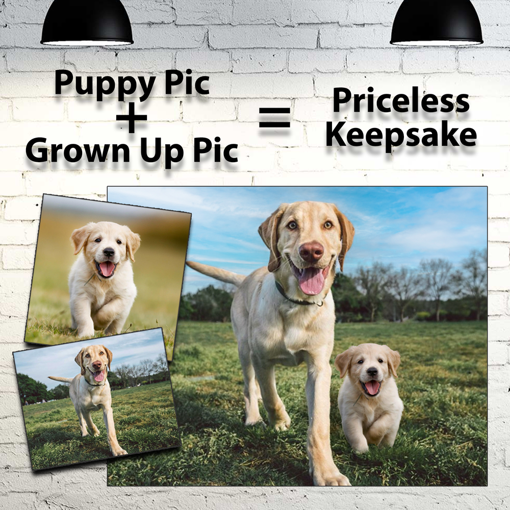 Dog Collar Transformation
