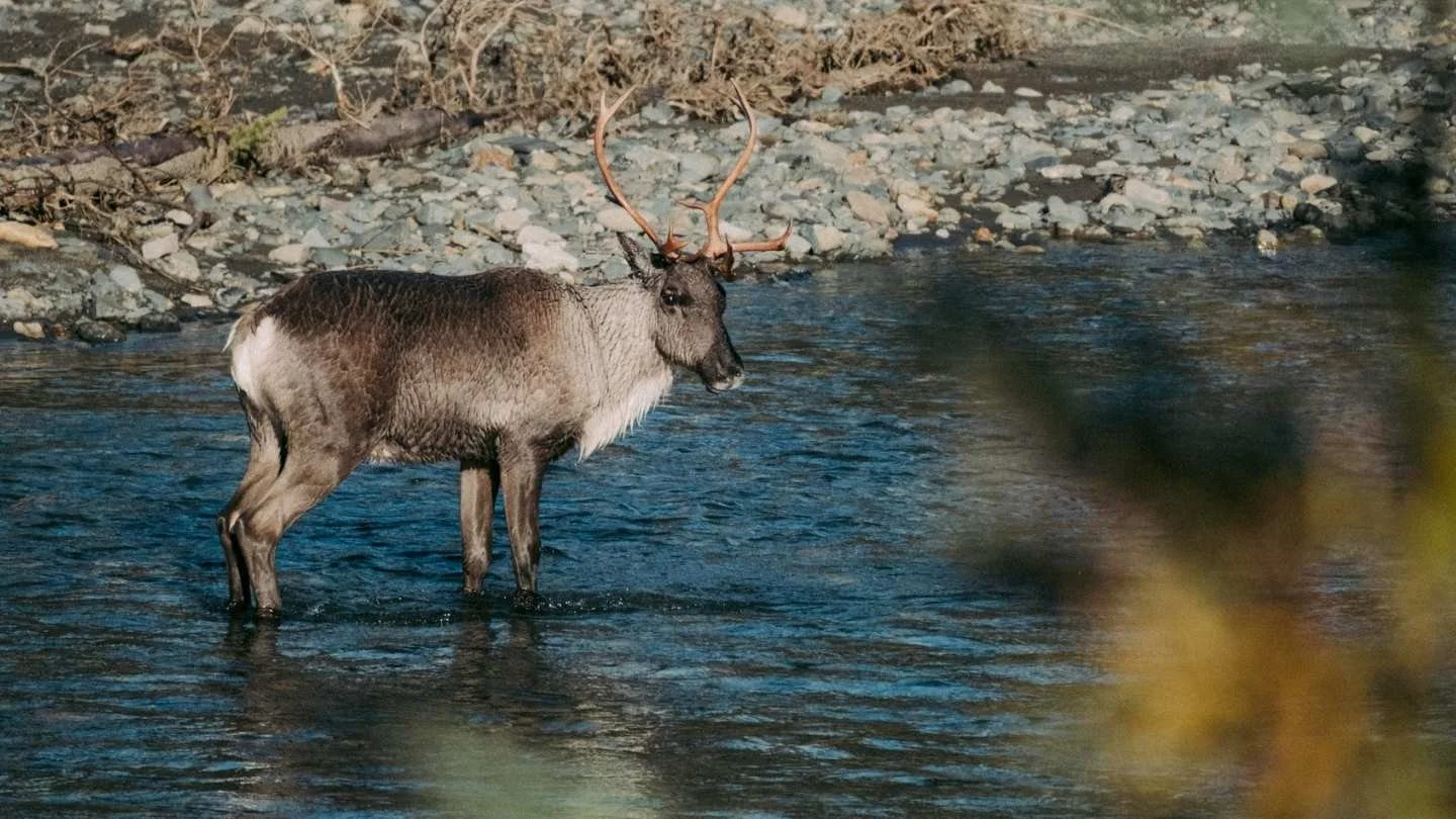 Amazing Alaska Guided Wilderness Tour | Fresh Adventures