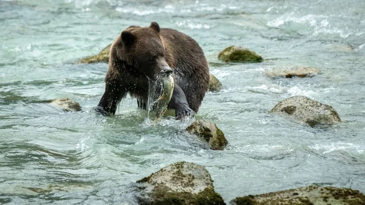 Amazing Alaska Guided Wilderness Tour | Fresh Adventures