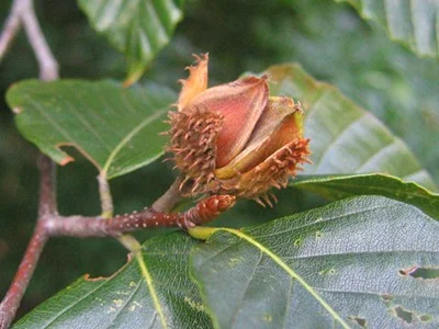 Guided Tree Walks — Bexley Arboretum
