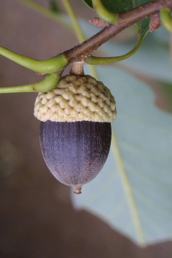 Guided Tree Walks — Bexley Arboretum