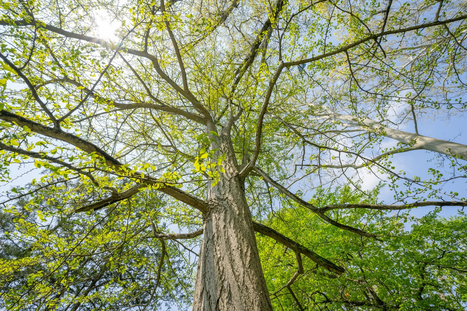 Trees of the Arboretum — Bexley Arboretum