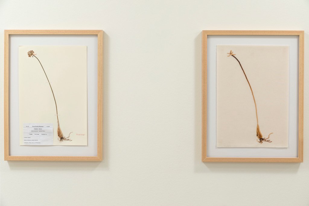 Beaded Botanicals — Carrie Allison